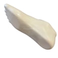 Premium Cosmetic Foot Shell for Freedom Prosthetic Foot, Size 22–30cm ...