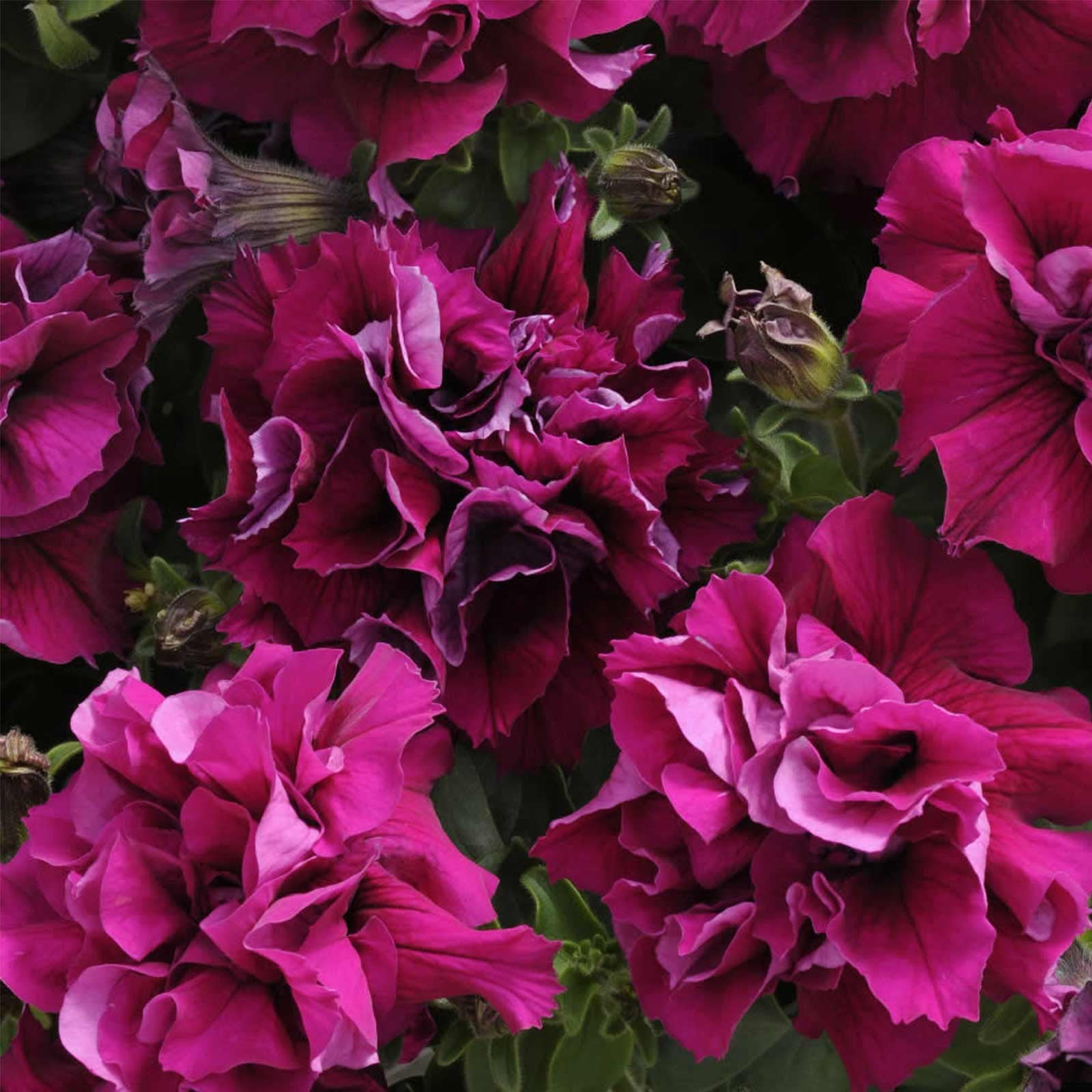 Petunia - Double Madness Series Flower Garden Seed - 1000 Pelleted ...
