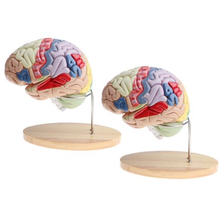 2PCS Human Brain Brainstem Model, Human Colored Functional Brain ...