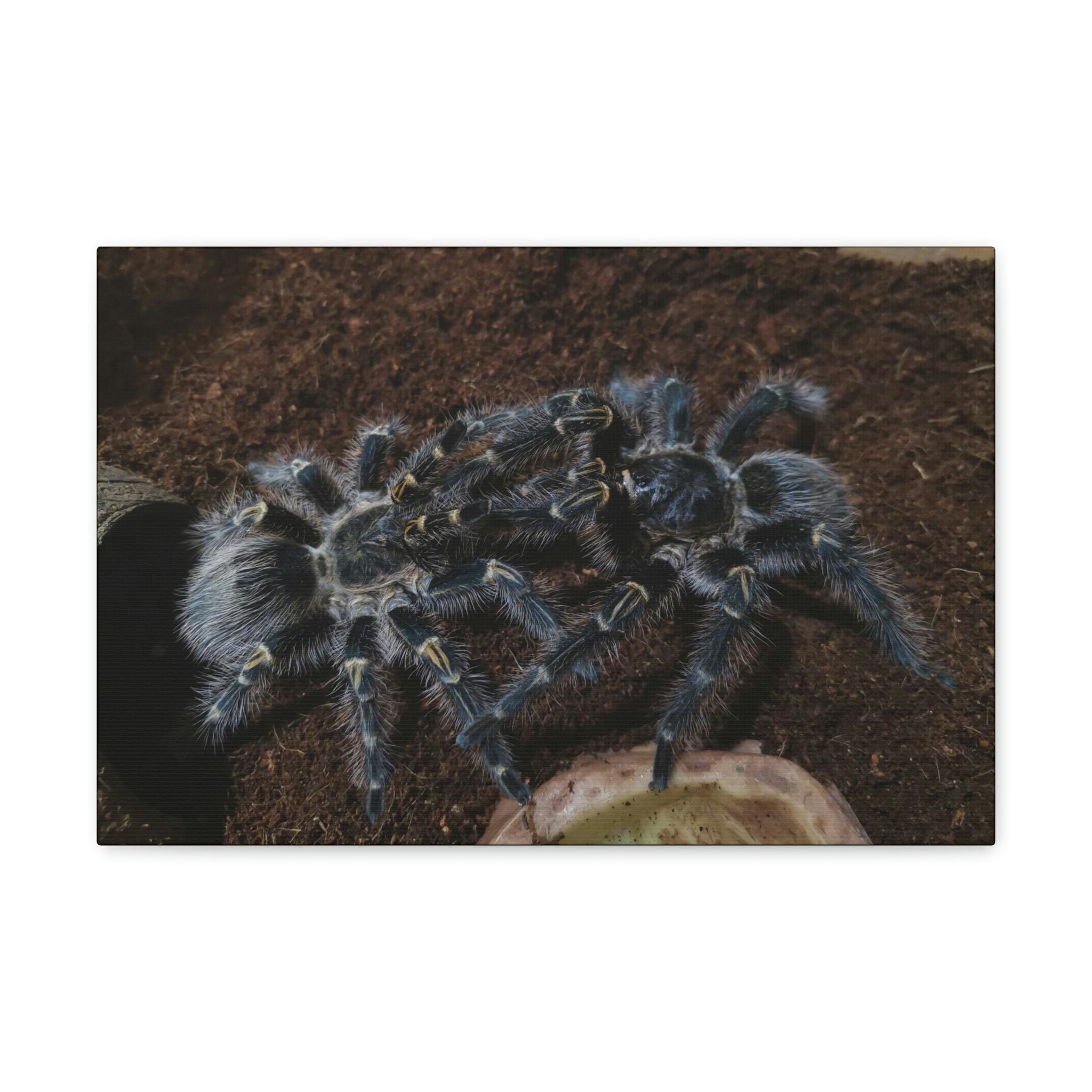 Tarantula Group Tarantula Troop Print Animal Wall Art Wildlife Canvas ...