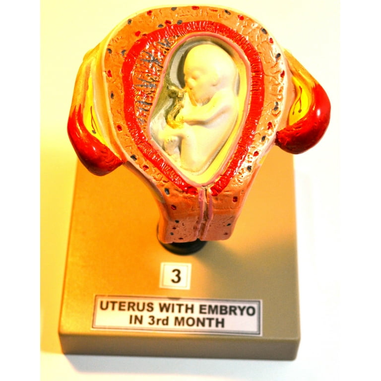 Human Embryo 20 Weeks