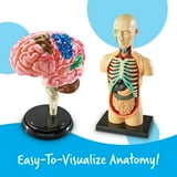 Learning Resources Anatomy Models Bundle Set 4 STEM Teacher Supplies ...