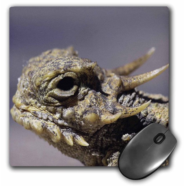 3dRose Flat-tailed Horned Lizard, Phrynosoma mcalli, Mouse Pad, 8 by 8 ...