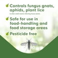 Enoz BioCare Gnat Stix Traps for Fungus Gnats and Aphids, Pesticide ...