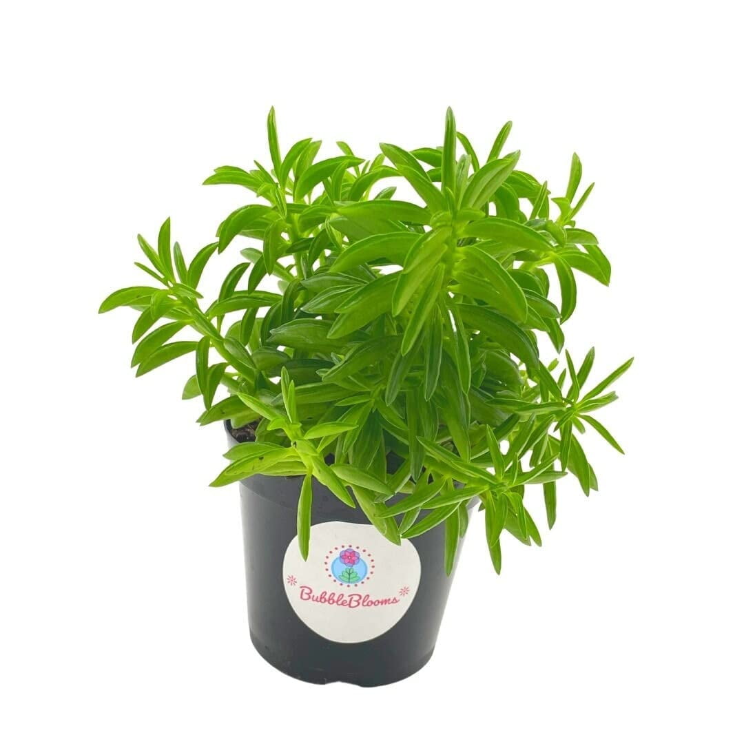Taco Plant/Peperomia axillaris/Happy Bean/Peperomia ferreyrae Yunck ...