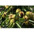 CZ Grain Colossal Chestnut Tree Seeds, Grow Large Chestnuts, 5 Fresh ...
