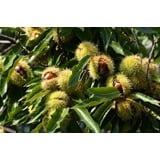 CZ Grain Colossal Chestnut Tree Plant Seeds (2 Pack), Highly Desired ...