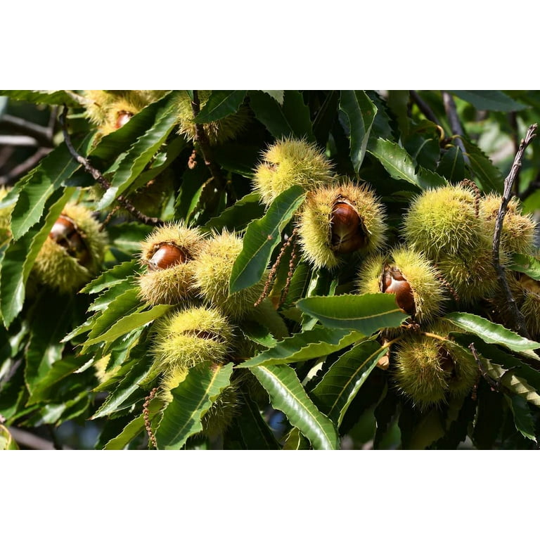 Chestnut Trees For Deer