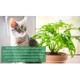 Live Pothos Plants 4pk Indoor Houseplants with Variegated Foliage ...