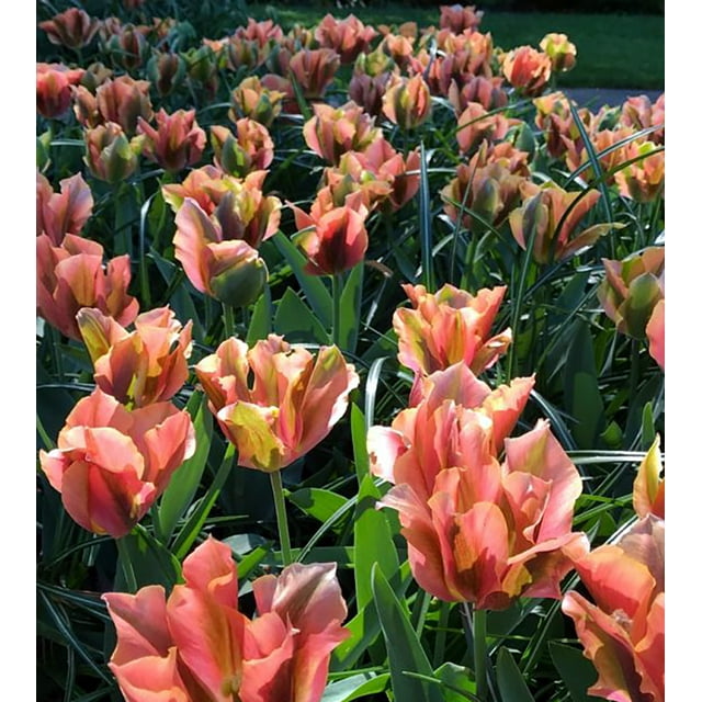 Artist Viridiflora Tulip 8 Bulbs - 12/+ cm Bulbs - Walmart.com