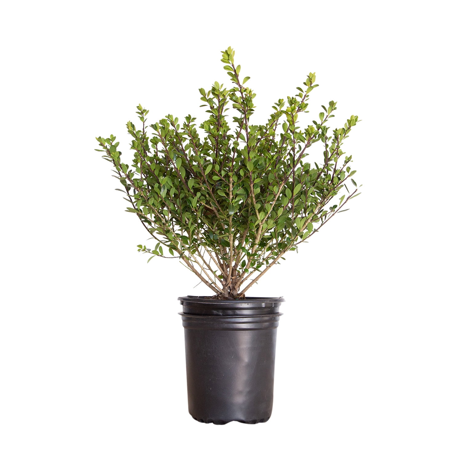 Compacta Japanese Holly (2.5 Quart) Compact Evergreen Shrub - Full Sun ...