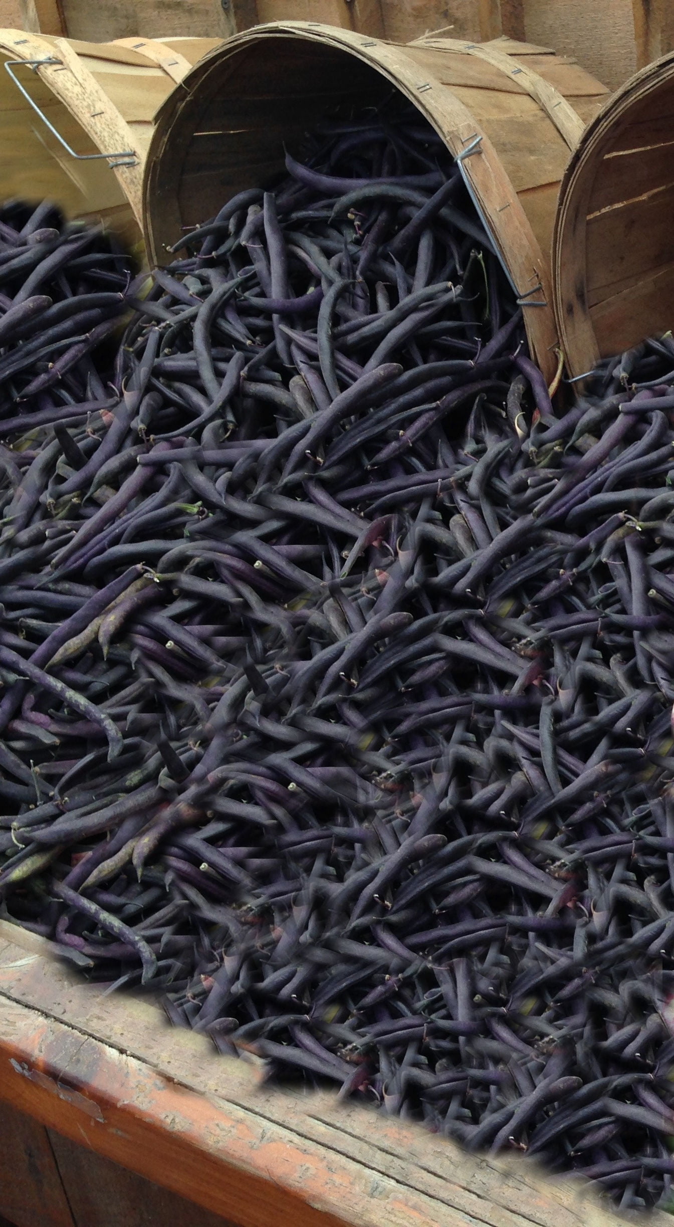 100 Vegetable Seeds -Royal Purple Pod Bush Bean Seed - Walmart.com