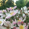 Heirloom Roses Live White Rose - Lyda Rose Shrub Rose Bushes - Live ...