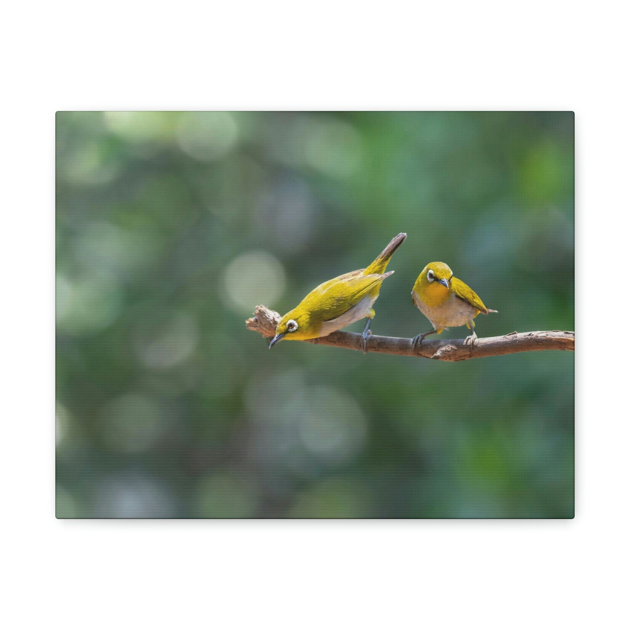 Funny Warbler Silly Warbler Scene Couple Wall Art Ready to Hang ...