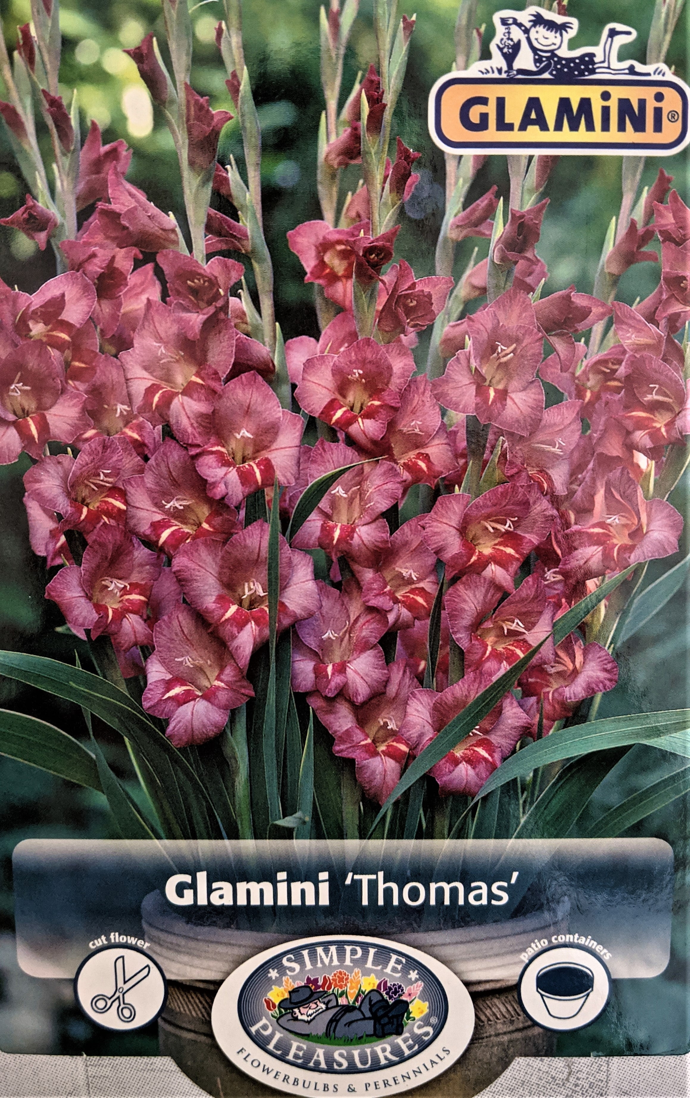 Thomas Glamini Gladiolus 10 Bulbs - NEW! - Petite - 10/12 cm - Mauve ...