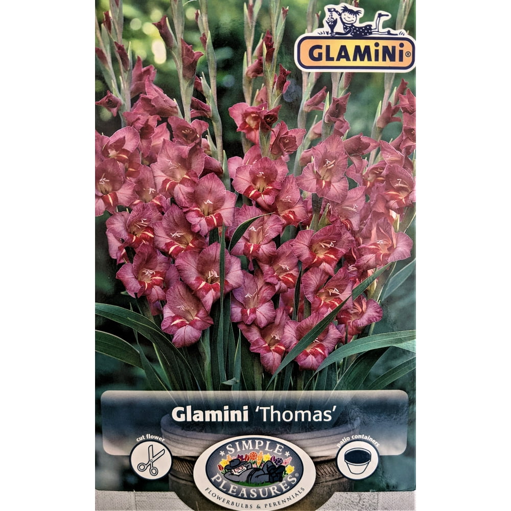 Thomas Glamini Gladiolus 10 Bulbs - NEW! - Petite - 10/12 cm - Mauve ...