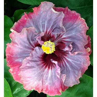 Hibiscus Cajun Color Rum Rascal Starter Plant Hybrid Big Double Flowers ...