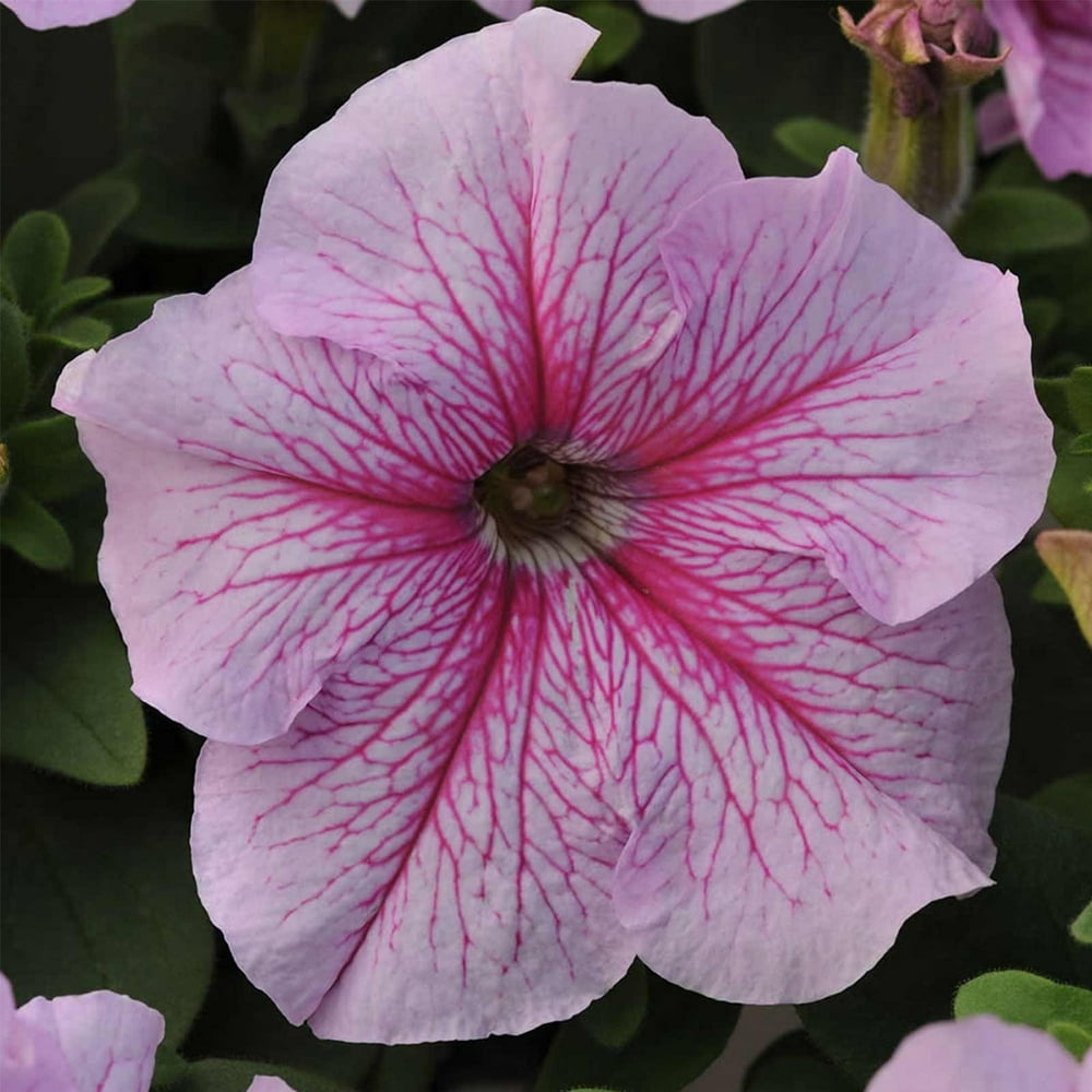 Petunia - Daddy Series Flower Garden Seed - 1000 Pelleted Seeds ...
