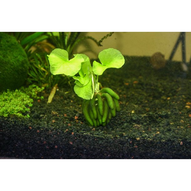 Banana Plant Nymphoides Aquatica Live Aquarium Plants BUY 2 GET 1 FREE ...