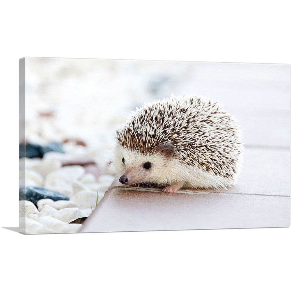 ARTCANVAS Hedgehog Home Decor Rectangle Canvas Art Print - Size: 40" x ...