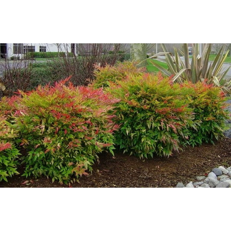 Dwarf Nandina Gulf Stream