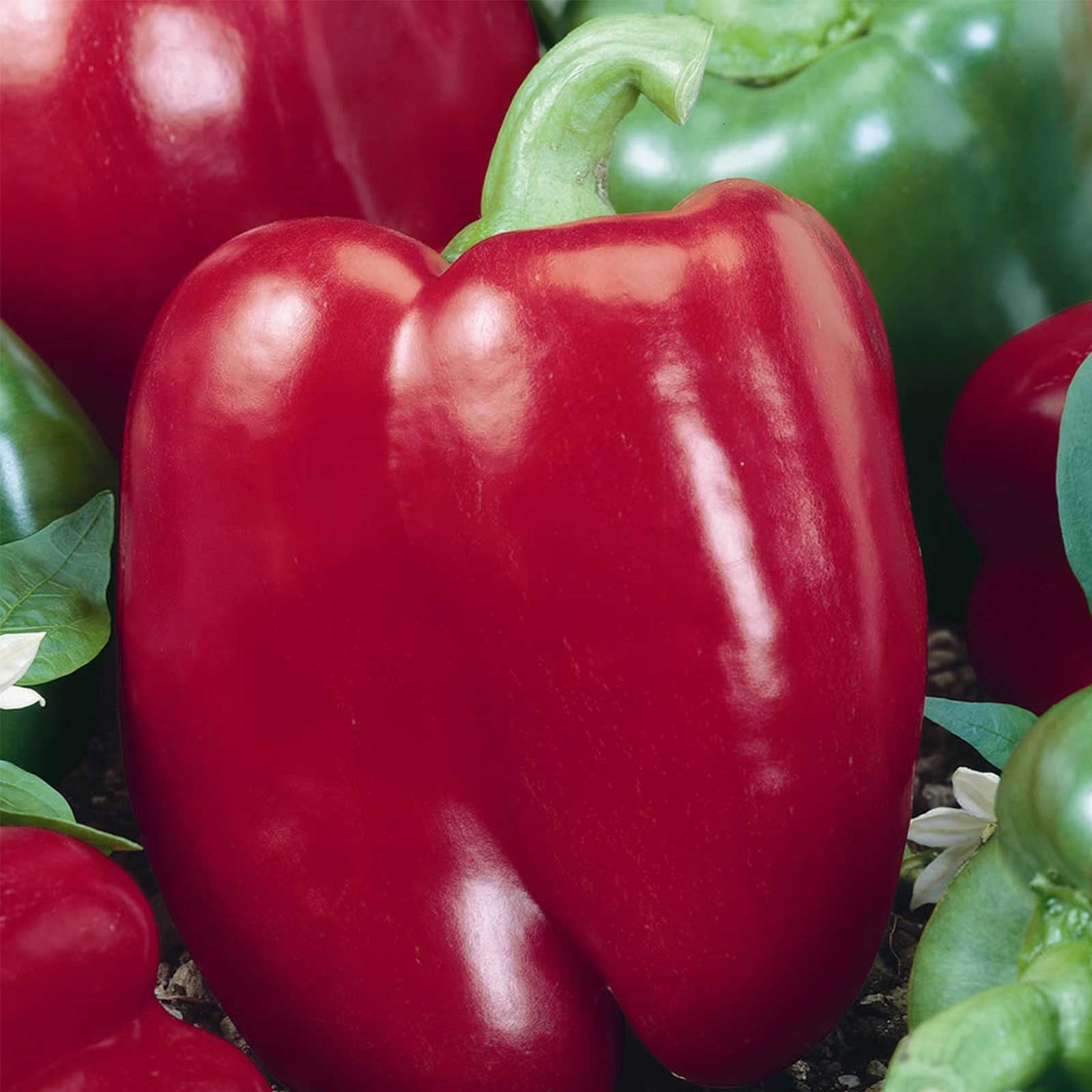 Big Red Sweet Pepper Garden Seeds - 1 Oz - Non-GMO, Heirloom Vegetable ...