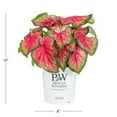 Proven Winners 2QT Pink Caladium Heart to Heart Tickle Me Pink Live ...
