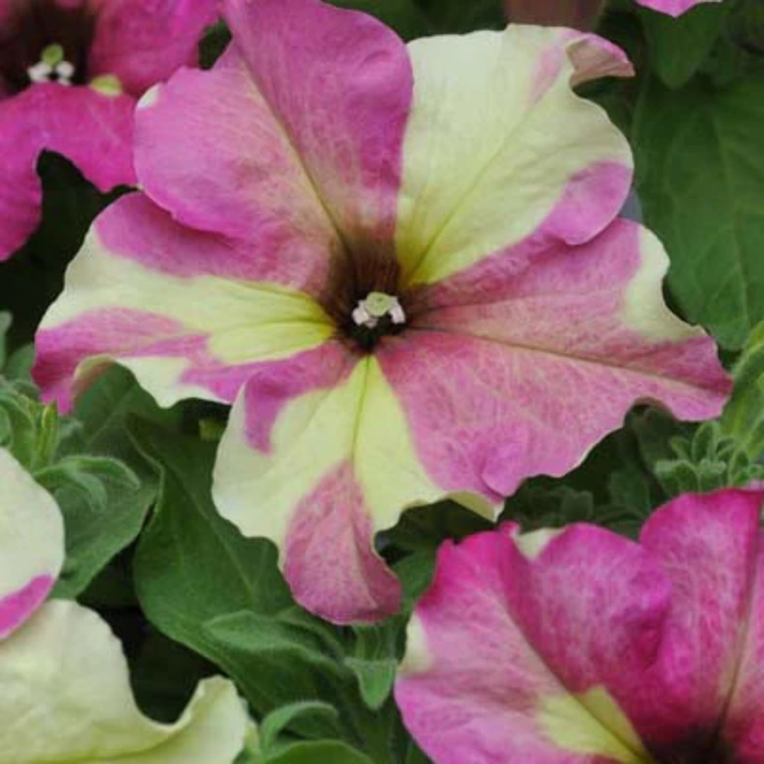 Petunia Sophistica Lime Bicolor Seed - Walmart.com