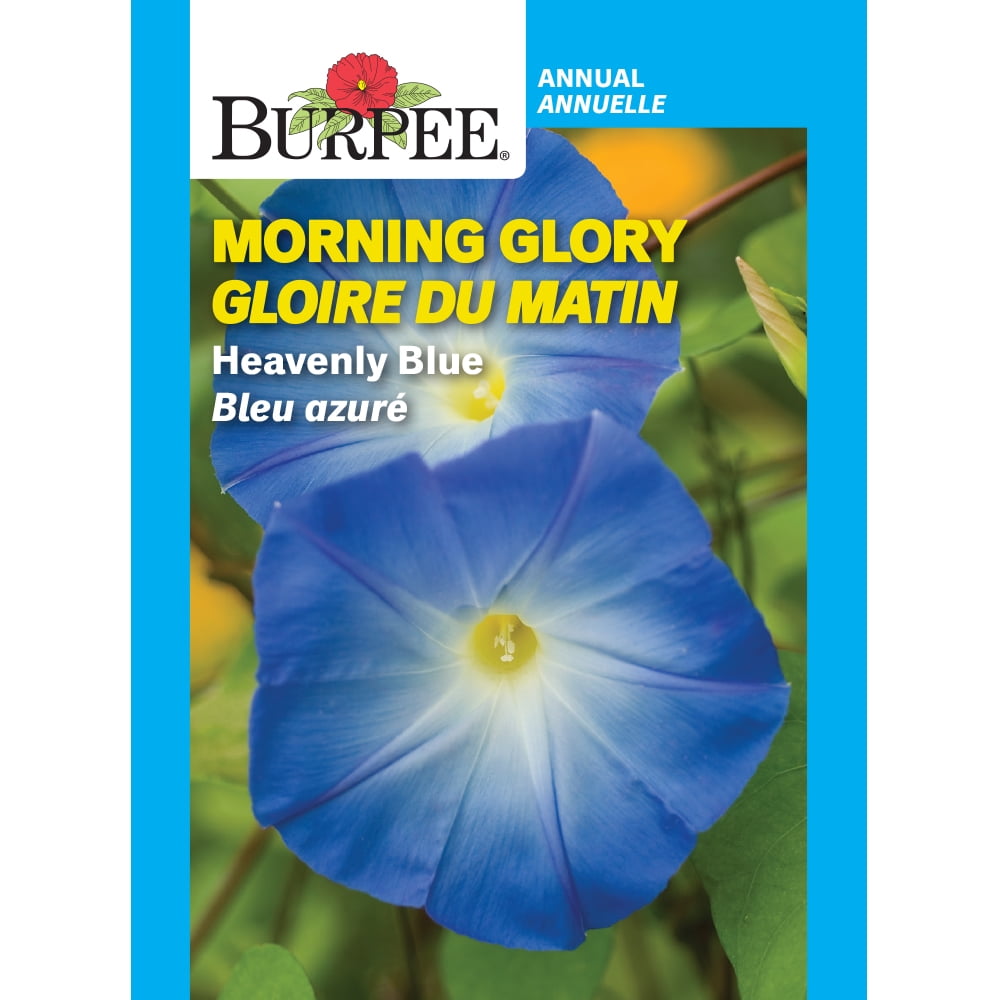 Click here for Burpee Canada Burpee Heavenly Blue Morning Glory prices