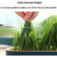 2Pcs Cat Grass Planter Trianu Catnip Wheatgrass Seed Sprout Tray ... 2Pcs Cat Grass Planter Trianu Catnip Wheatgrass Seed Sprout Tray ...
