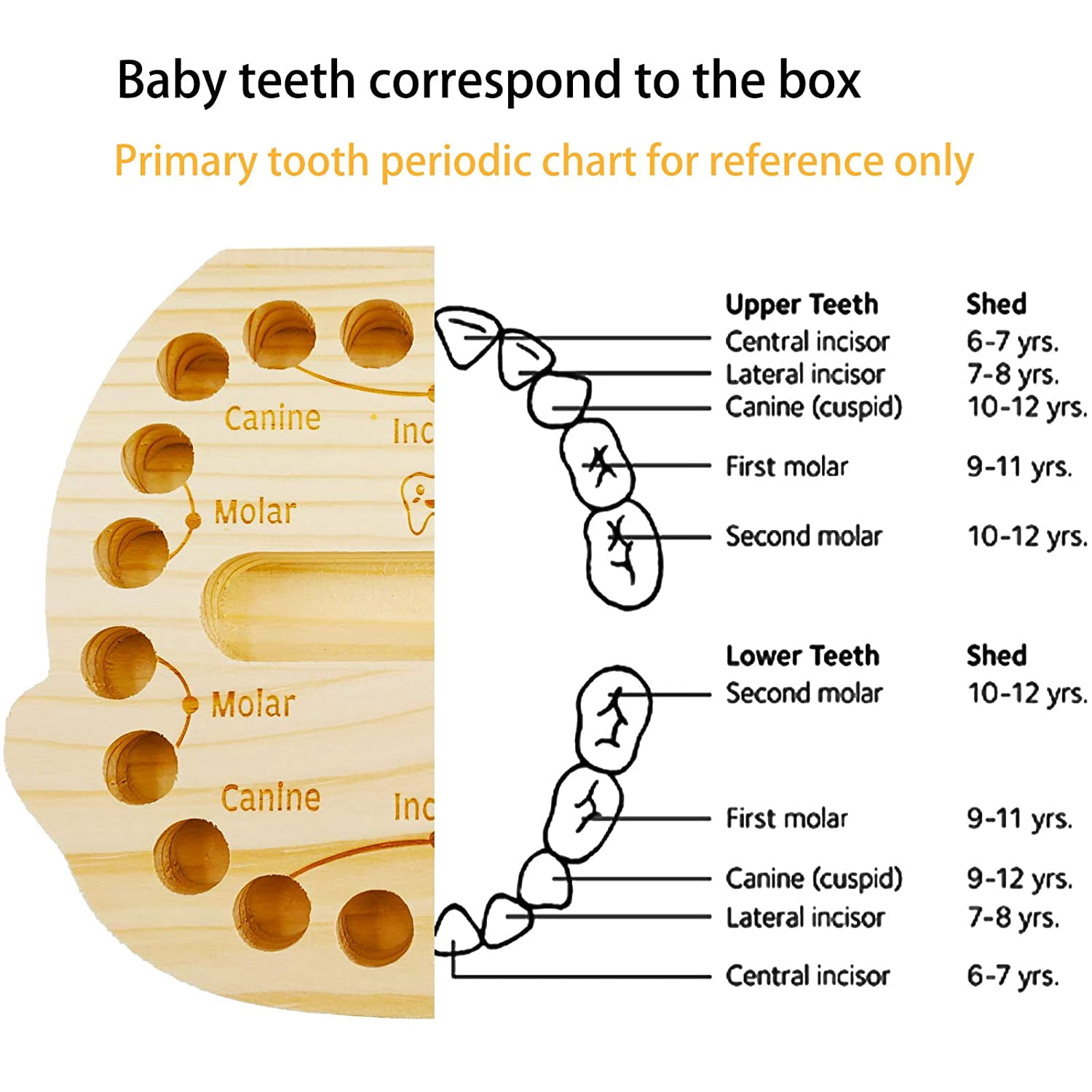 Baby Teeth Letters Chart - Infoupdate.org