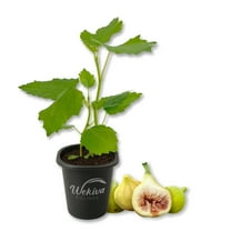 Celeste Fig Tree - 1 Live Starter Plant - Ficus Carica - Edible Fruit ...