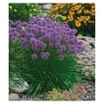 Millenium Allium Flowering Onion Perennial - Live Outdoor Garden Plant ...