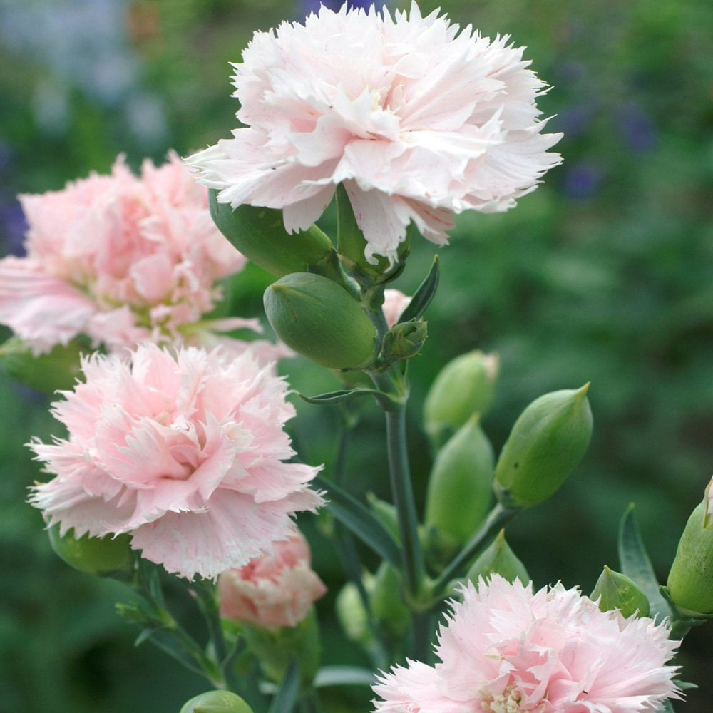 Outsidepride Carnation Chabaud La France - 2000 Seeds - Walmart.com