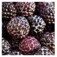 'Tahi' Black Raspberry Plant - Thornless Black Raspberry Plants - Live ...