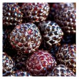 'Tahi' Black Raspberry Plant - Thornless Black Raspberry Plants - Live ...