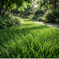 15.000 Emerald Zoysia Grass Seeds for Lawn, Ornamental Grass Seed ...