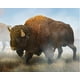 CollectA Wildlife Collection Miniature Figure | American Bison ...
