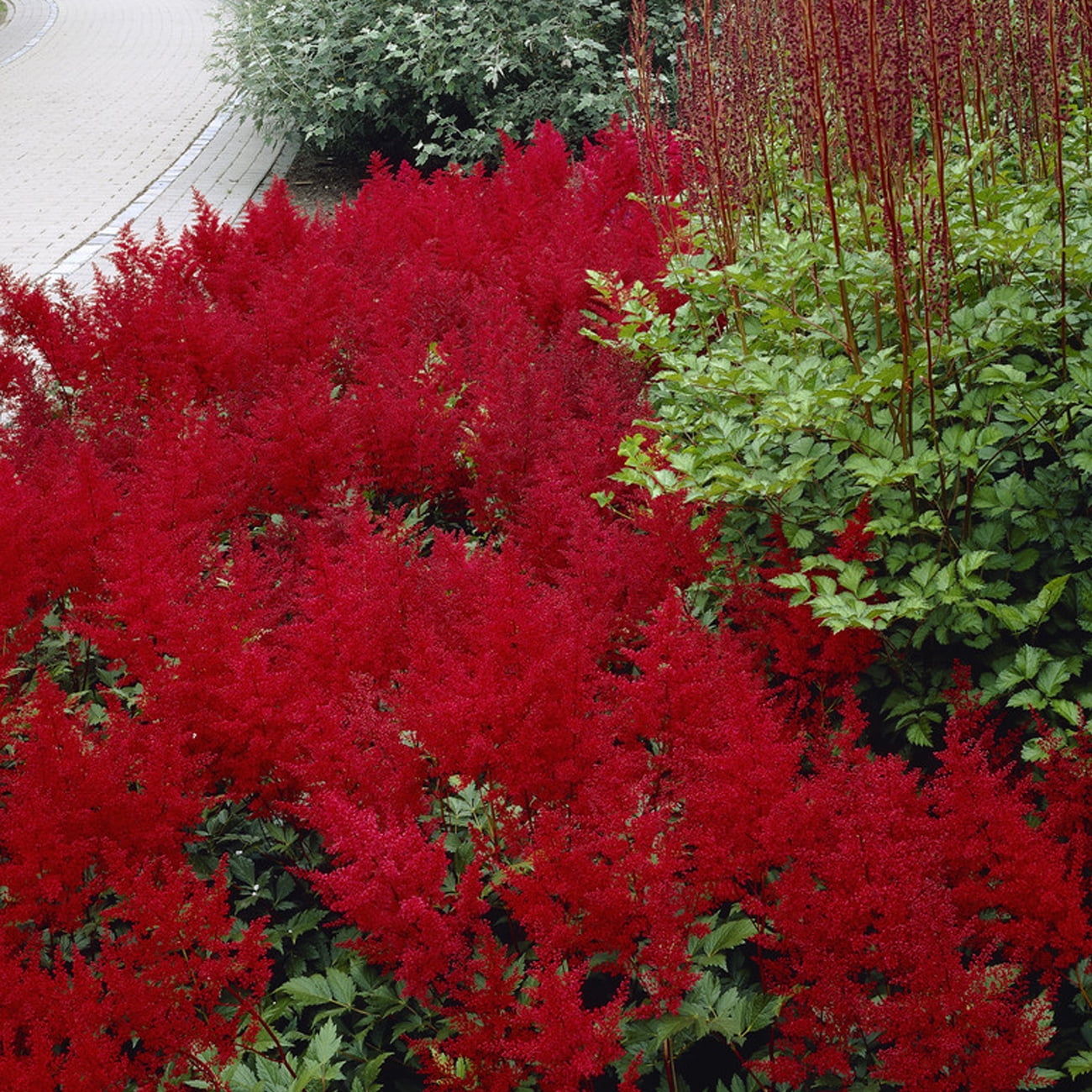 Van Zyverden Astilbe Red Sentinel Set of 5 Plant Roots Red Part Shade ...