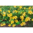 Allamanda Bush 3 Extra Large 3 Gallon Plants Allamanda Cathartica ...