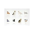 Cats & Kittens : A Memory Game (Game) - Walmart.com
