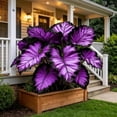 Giant Elephant Ear For Planting Ideal for Gardening Deer Resistant ...