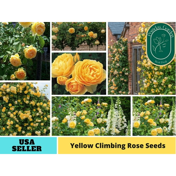 Exotic True Rose Red Black #1078 - 30 Rare Seeds, Herb & Vegetable Mix ...