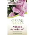 Encore Azalea Autumn Sweetheart (3 Gallon) Pink and White Flowering ...