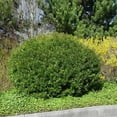 Wax Myrtle Don's Dwarf I 40 Live Plants I Myrica Cerifera Compact ...