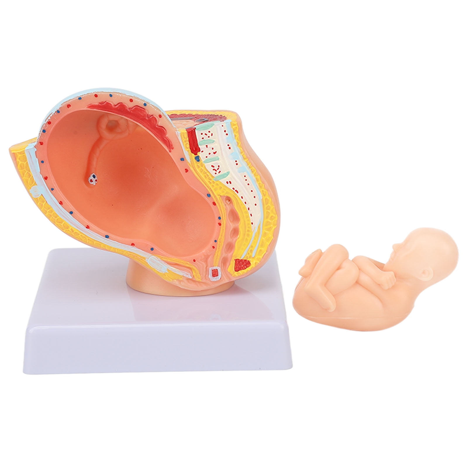 Click here for Oubit Female Pelvic Pregnancy Anatomical Model pre... prices