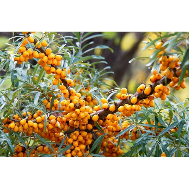 100 Seaberry Bush Seeds - Edible and Delicious - Walmart.com