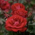 Take It Easy Bush Roses, Shrub Tree Rose Dormant Bare Root Plant (1 ...