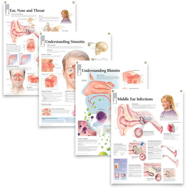 Ear Nose And Throat Poster