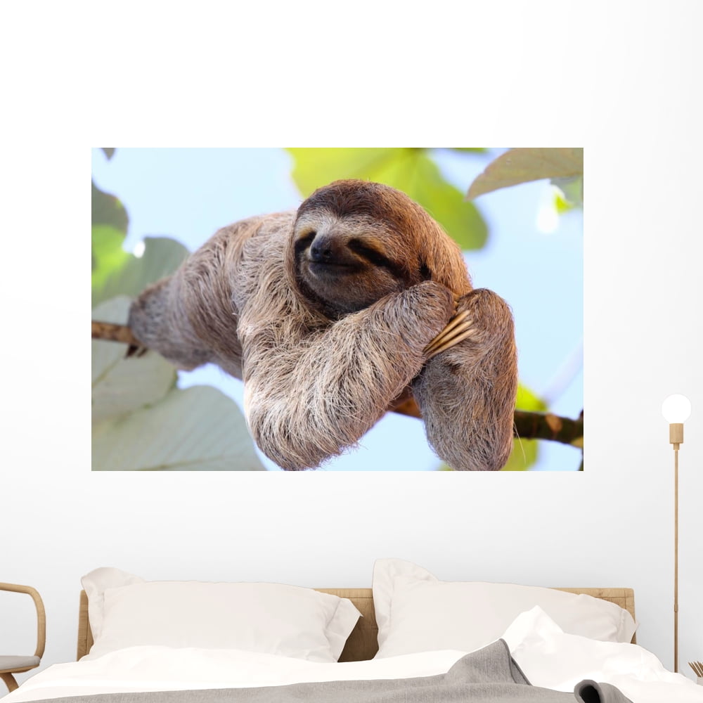 Sloth Wall Mural by Wallmonkeys Peel and Stick Graphic (48 in W x 32 in ...